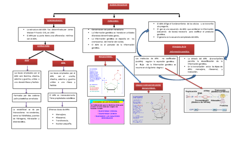Mapa conceptual ADN ¡Guía paso a paso!